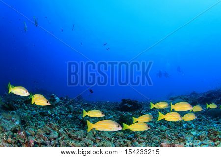 Yellow Fish Blue Water Image & Photo (Free Trial) | Bigstock