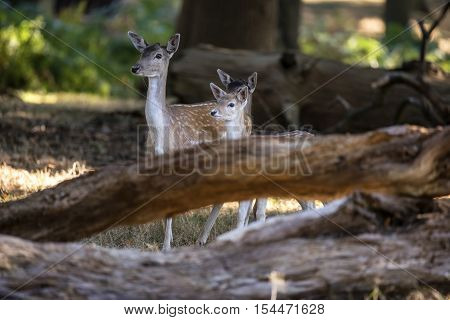 Beautiful Fallow Deer Image & Photo (Free Trial) | Bigstock