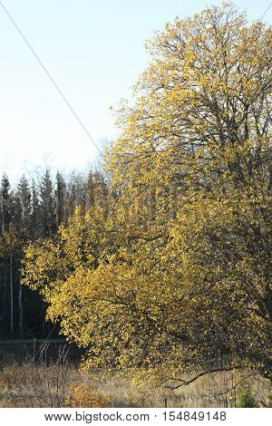 Yellow Sallow Tree Image & Photo (Free Trial) | Bigstock