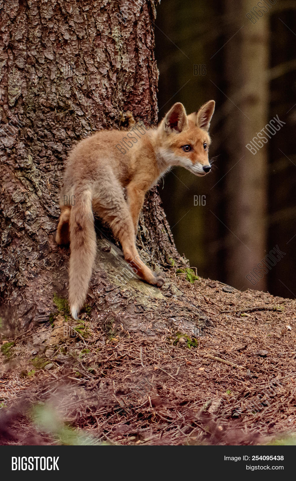 Red Fox Sitting Image & Photo (Free Trial) | Bigstock
