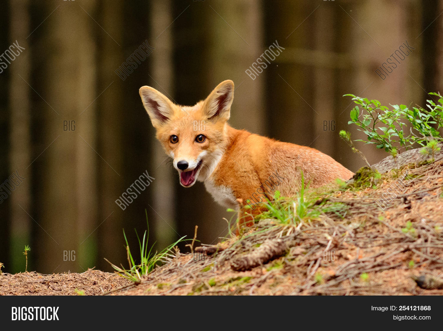 Red Fox Sitting Image & Photo (Free Trial) | Bigstock