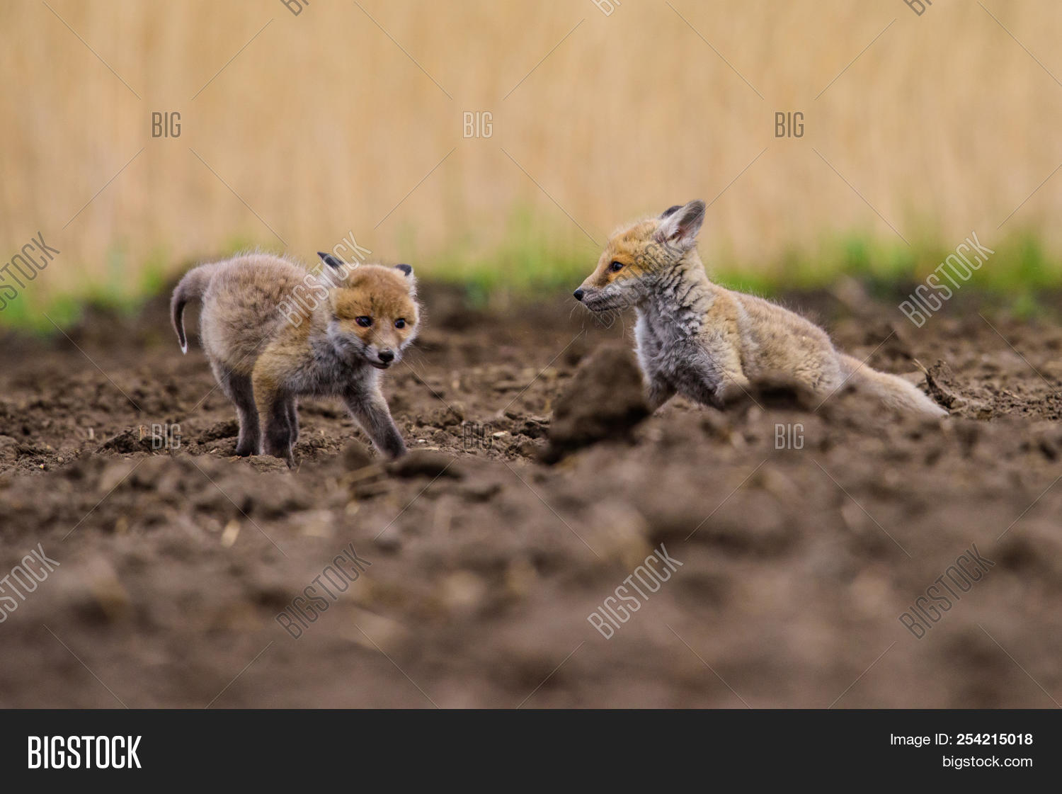 Jumping Red Fox, Image & Photo (Free Trial) | Bigstock