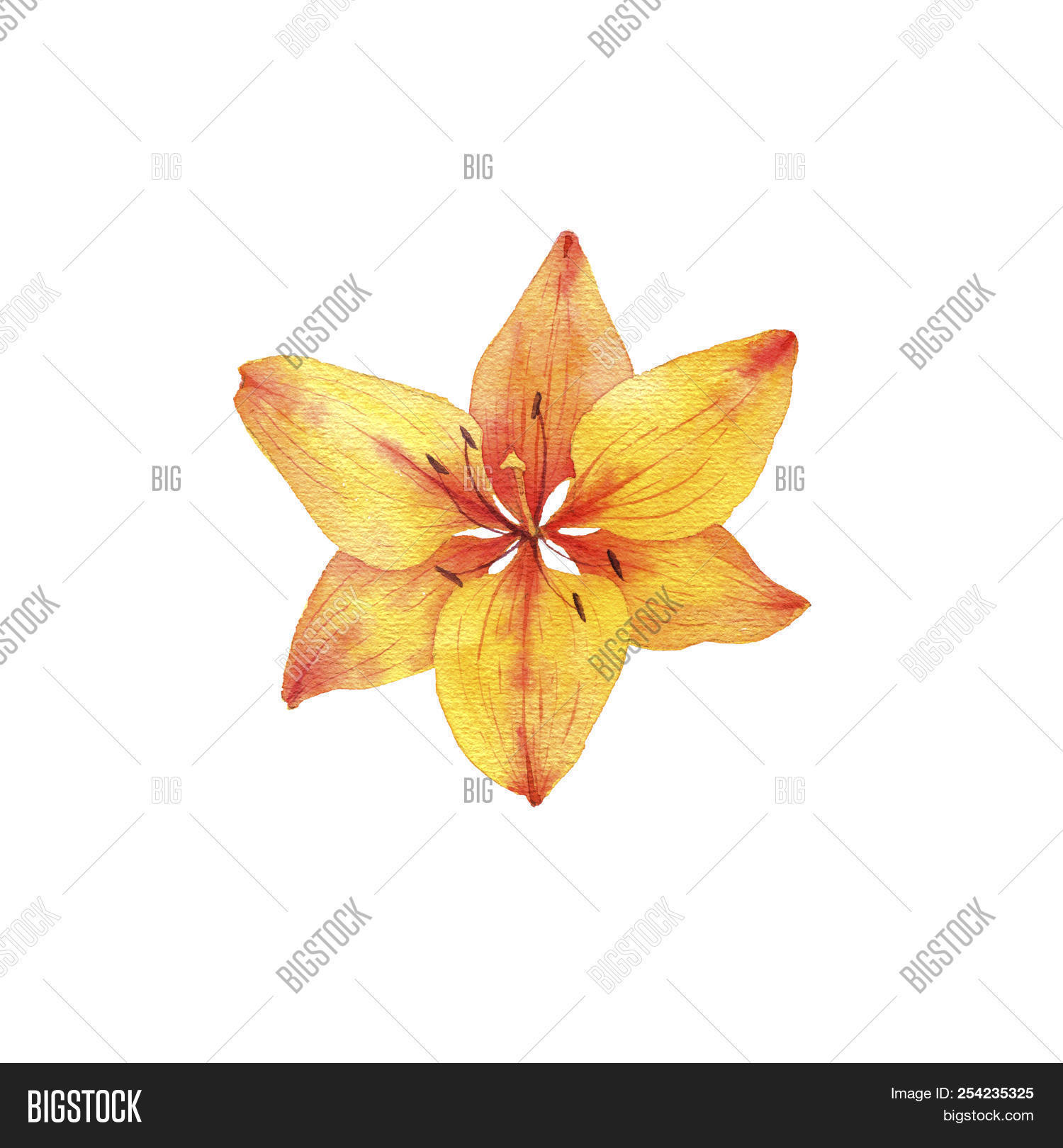 Watercolor Drawing Image & Photo (Free Trial) | Bigstock