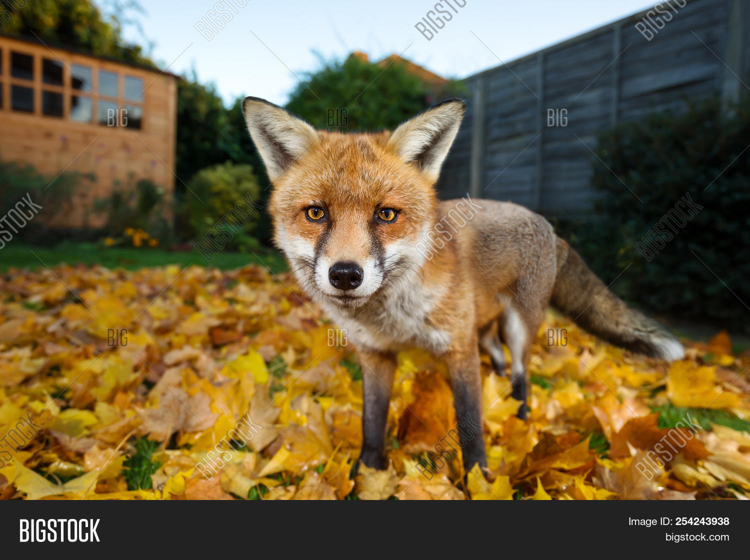 Close Red Fox Standing Image & Photo (Free Trial) | Bigstock