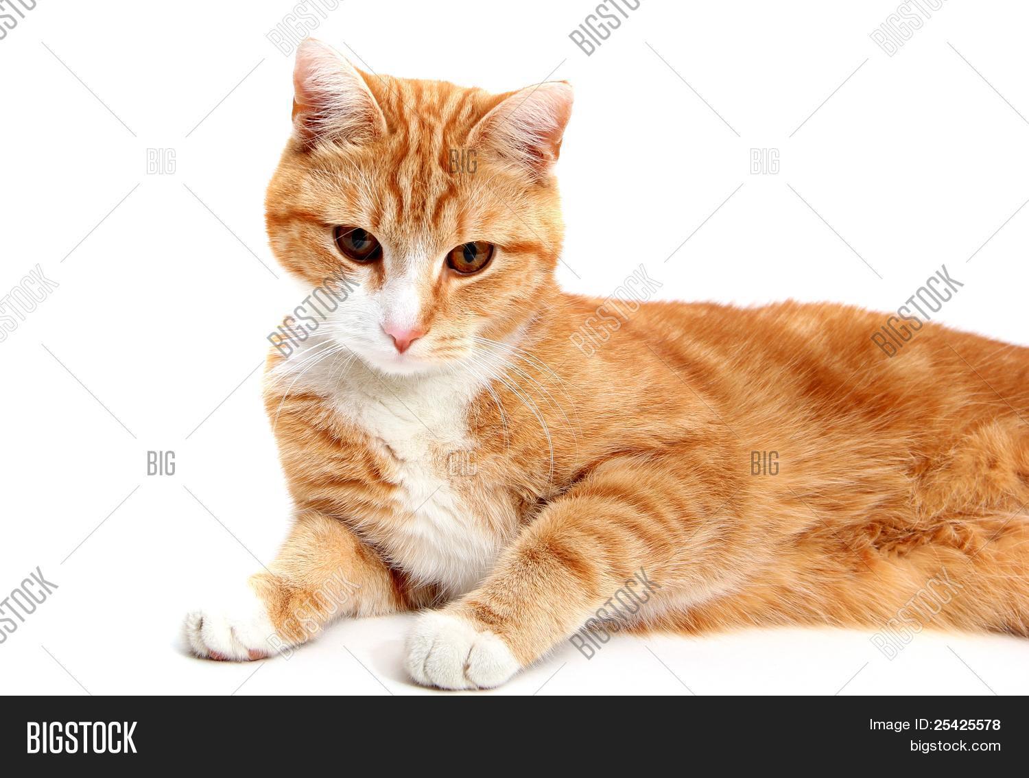 Relaxed Tom Cat Image & Photo (Free Trial) | Bigstock