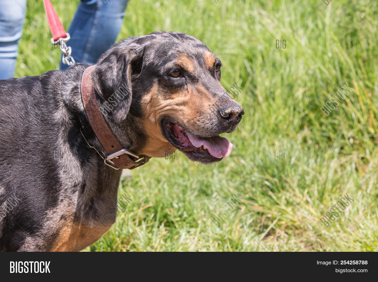 Portrait Catahoula Dog Image & Photo (Free Trial) | Bigstock