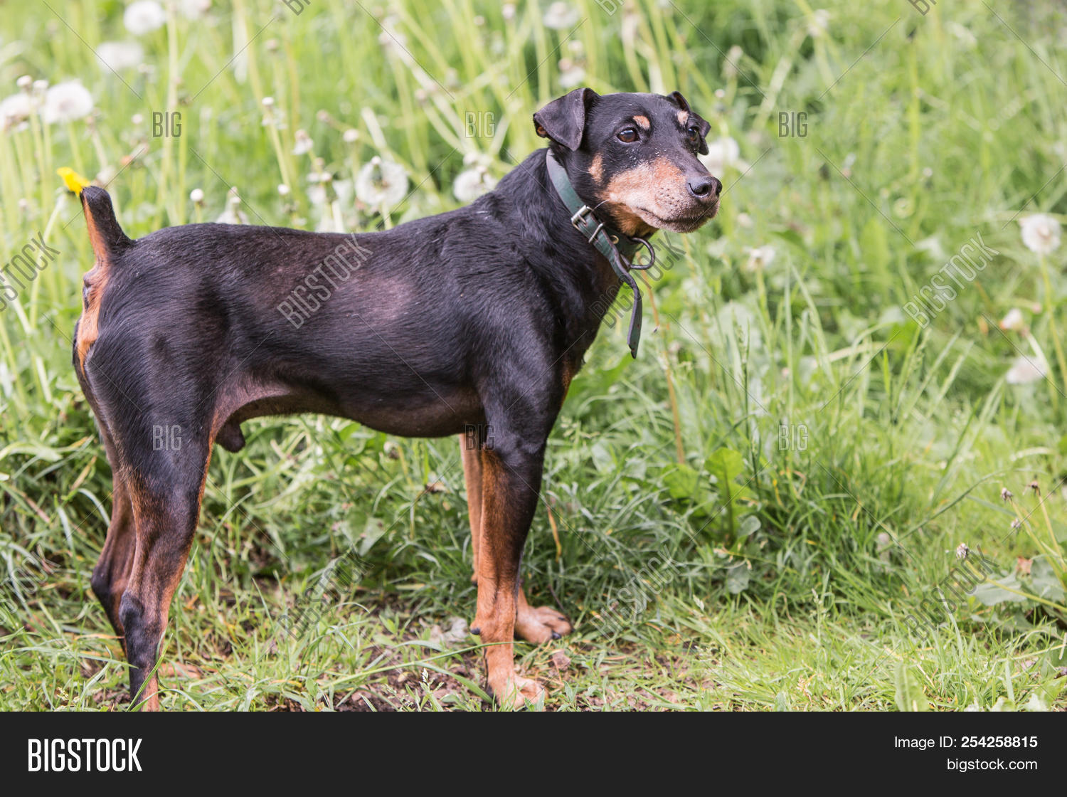 Portrait Catahoula Dog Image & Photo (Free Trial) | Bigstock