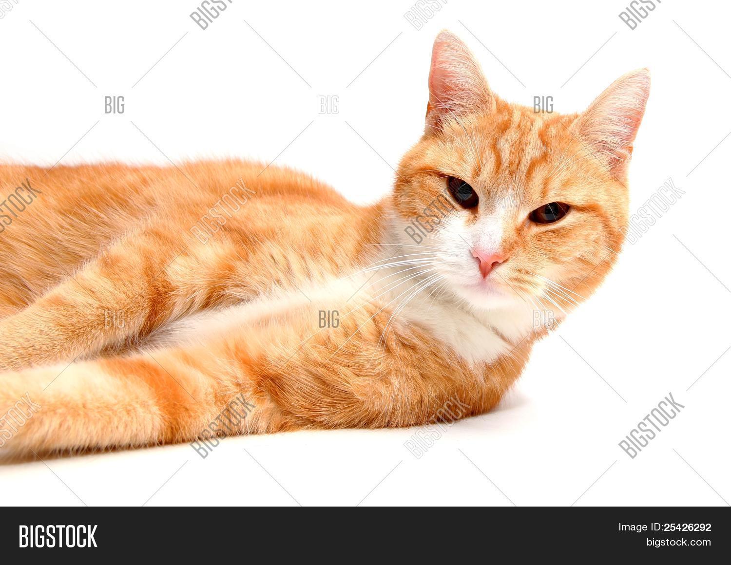 Relaxed Tom Cat Image & Photo (Free Trial) | Bigstock