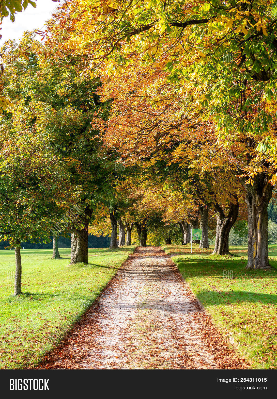 Trees Colored Autumn Image & Photo (Free Trial) | Bigstock