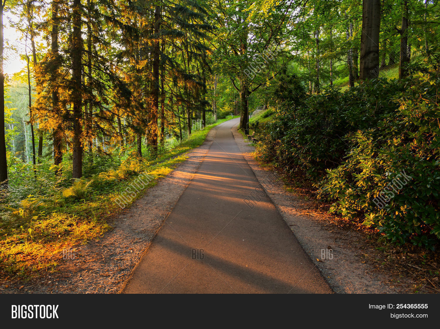 Bright Green Forest Image & Photo (Free Trial) | Bigstock
