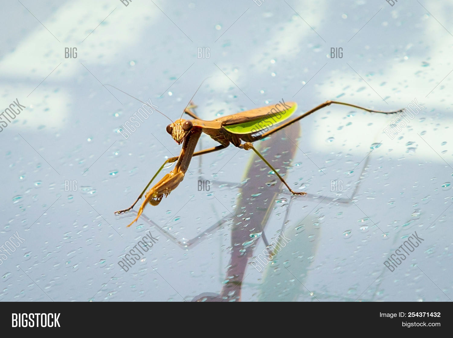 Cute Smiling Mantis Image & Photo (Free Trial) | Bigstock
