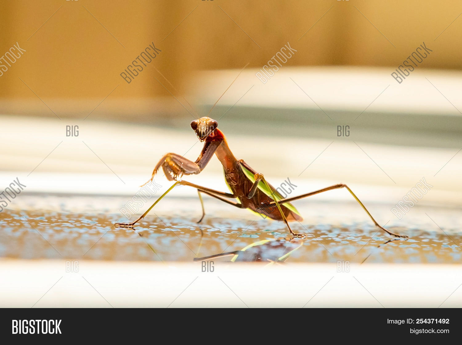 Cute Smiling Mantis Image & Photo (Free Trial) | Bigstock
