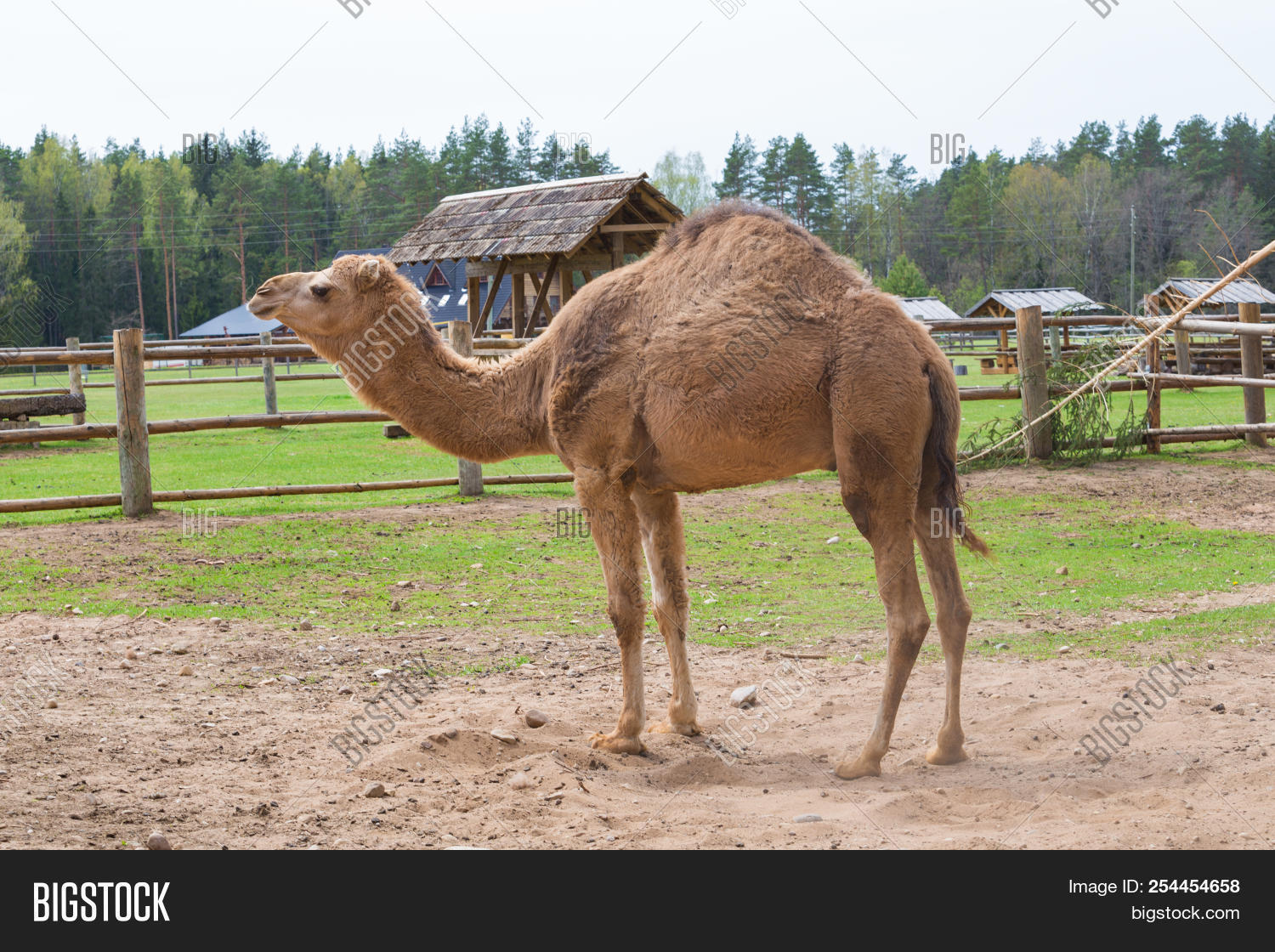 Camel Relax Spring Image & Photo (Free Trial) | Bigstock