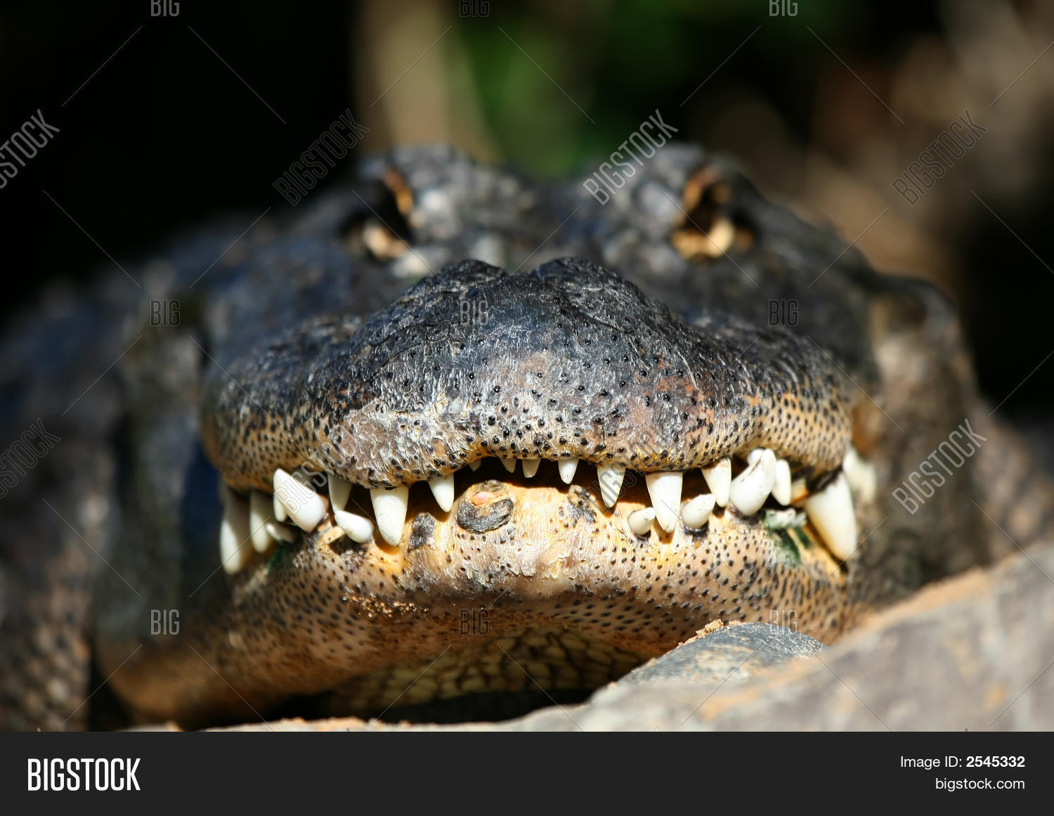 Alligator Teeth Image & Photo (Free Trial) | Bigstock