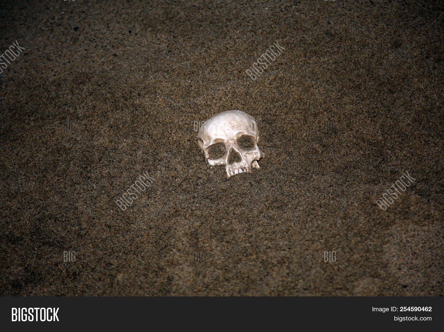 HUMAN SKULL. Human Image & Photo (Free Trial) | Bigstock