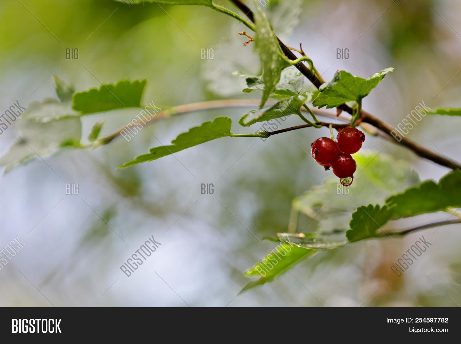 Berries Alpine Currant Image & Photo (Free Trial) | Bigstock