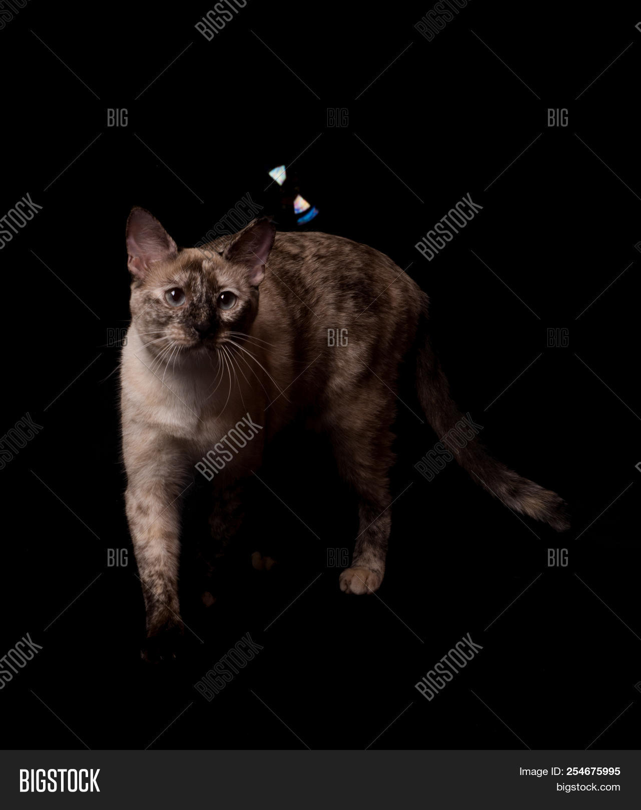 Tortie Point Siamese Image & Photo (Free Trial) | Bigstock