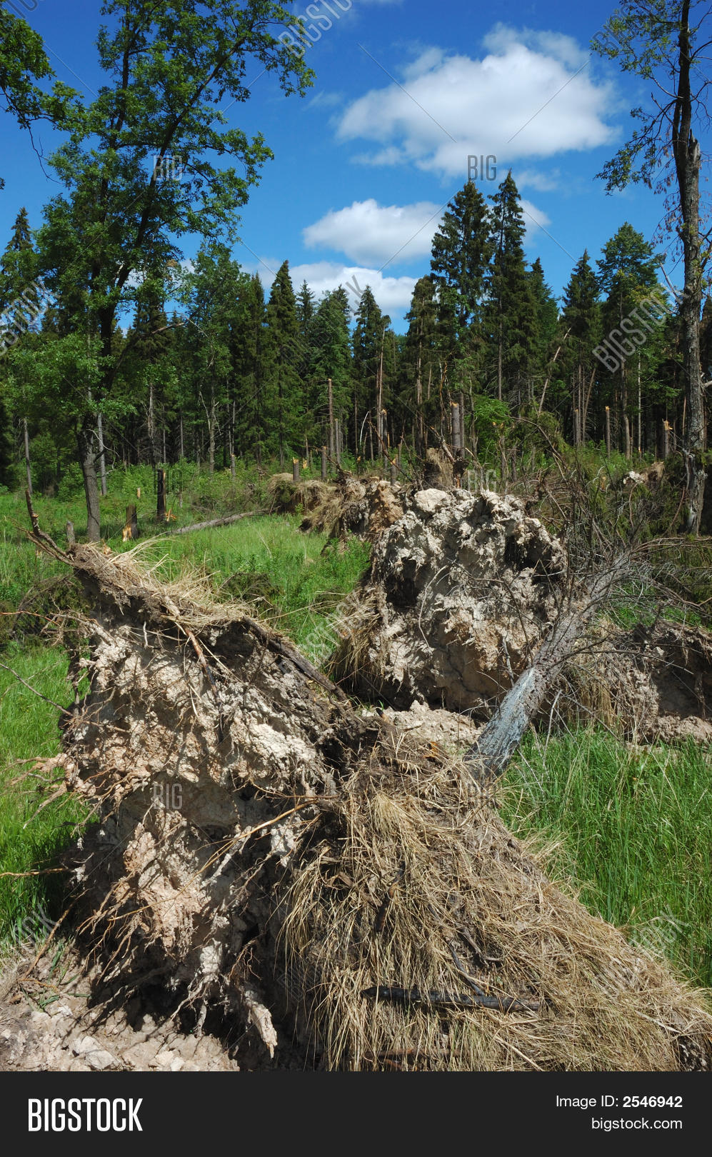 Broken Tree After Image & Photo (Free Trial) | Bigstock