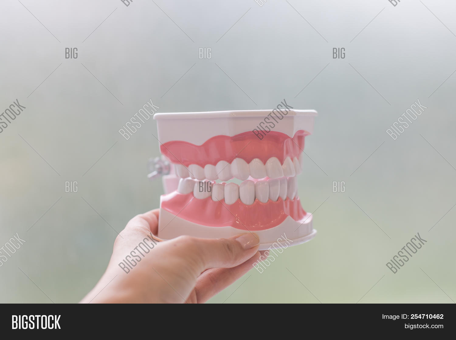 Plastic Human Teeth Image & Photo (Free Trial) | Bigstock