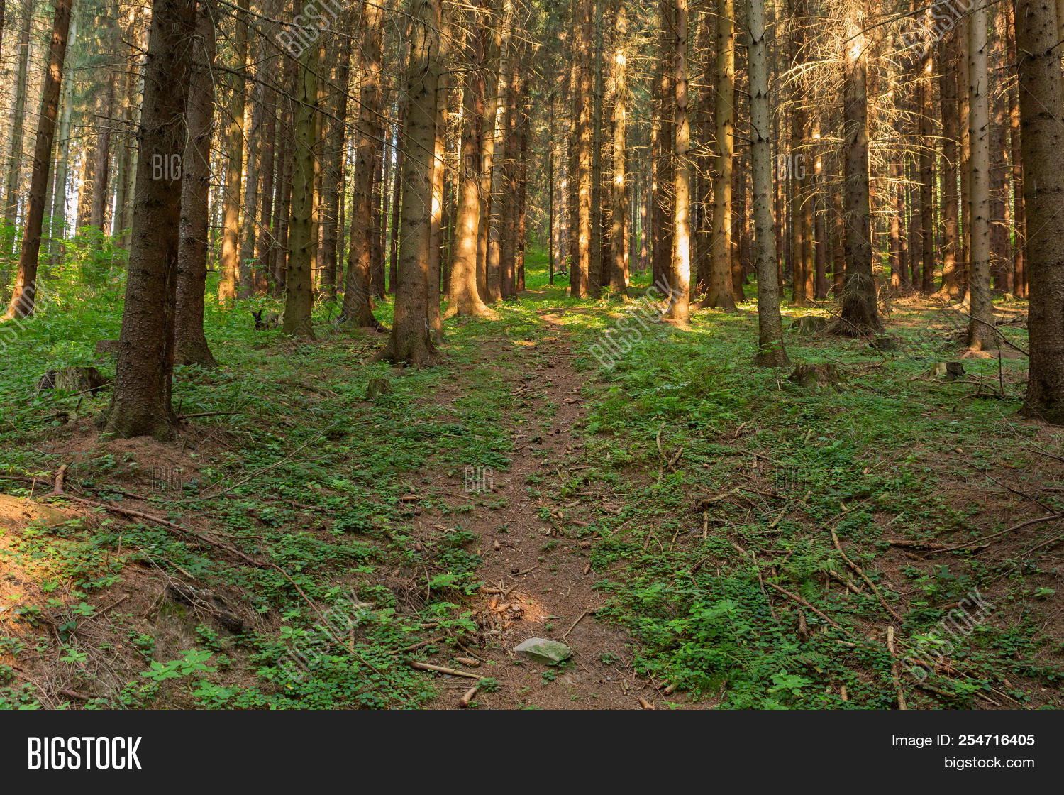 Bright Green Forest Image & Photo (Free Trial) | Bigstock