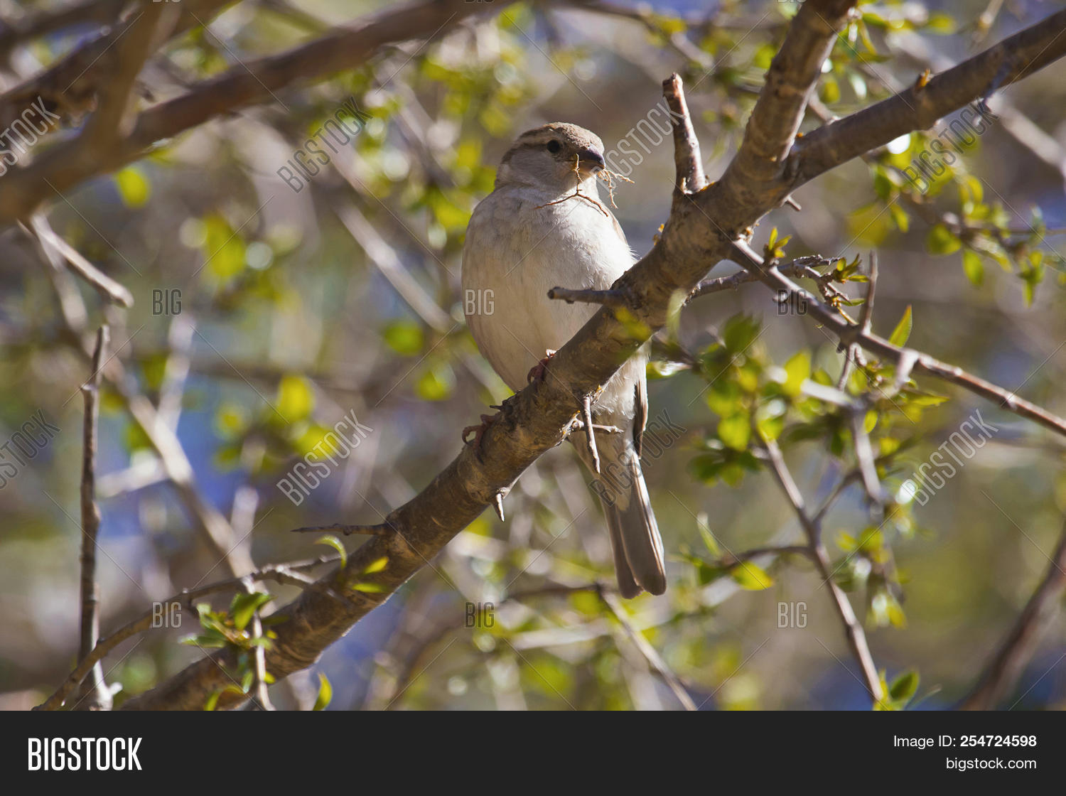 Russet Sparrow, Passer Image & Photo (Free Trial) | Bigstock