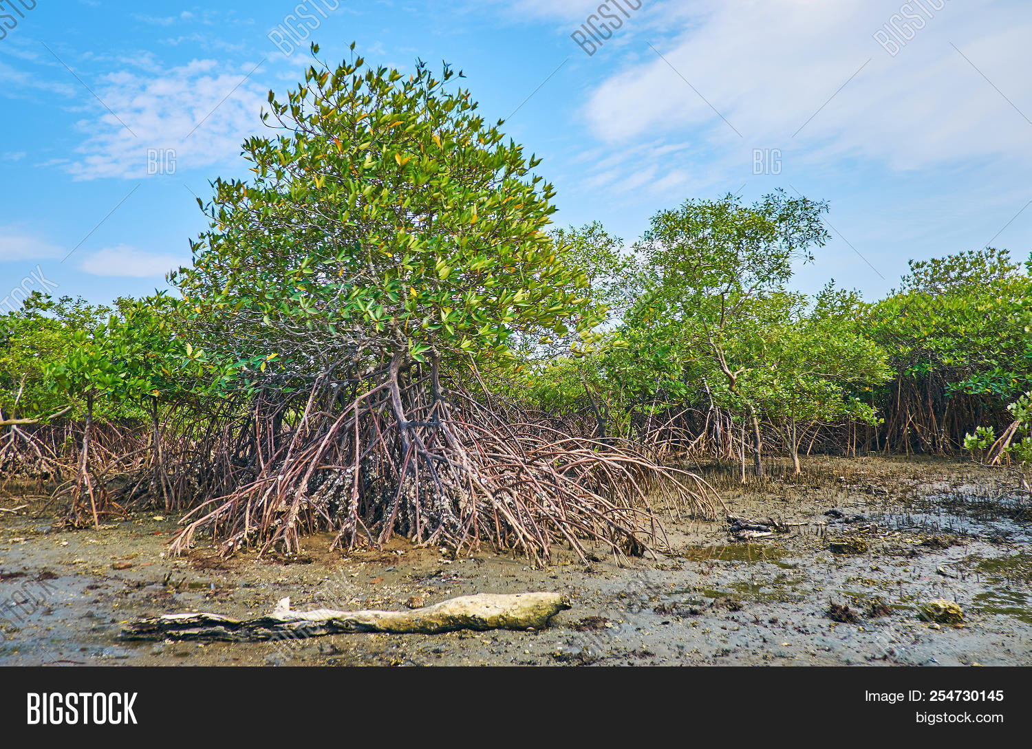 Mangrove Plants Huge Image & Photo (Free Trial) | Bigstock