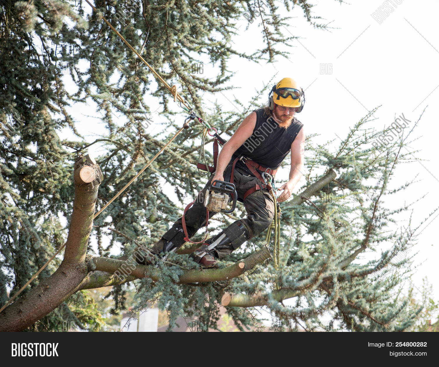 Male Tree Surgeon Image & Photo (Free Trial) | Bigstock