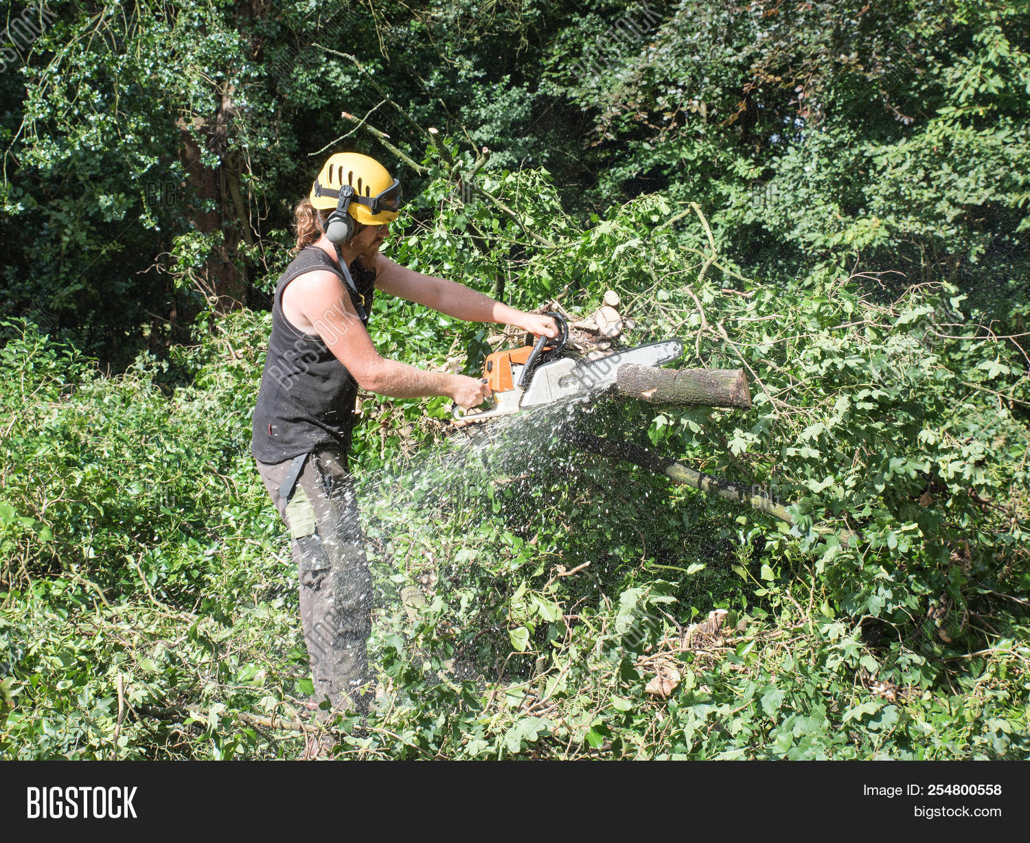 Male Tree Surgeon Image & Photo (Free Trial) | Bigstock