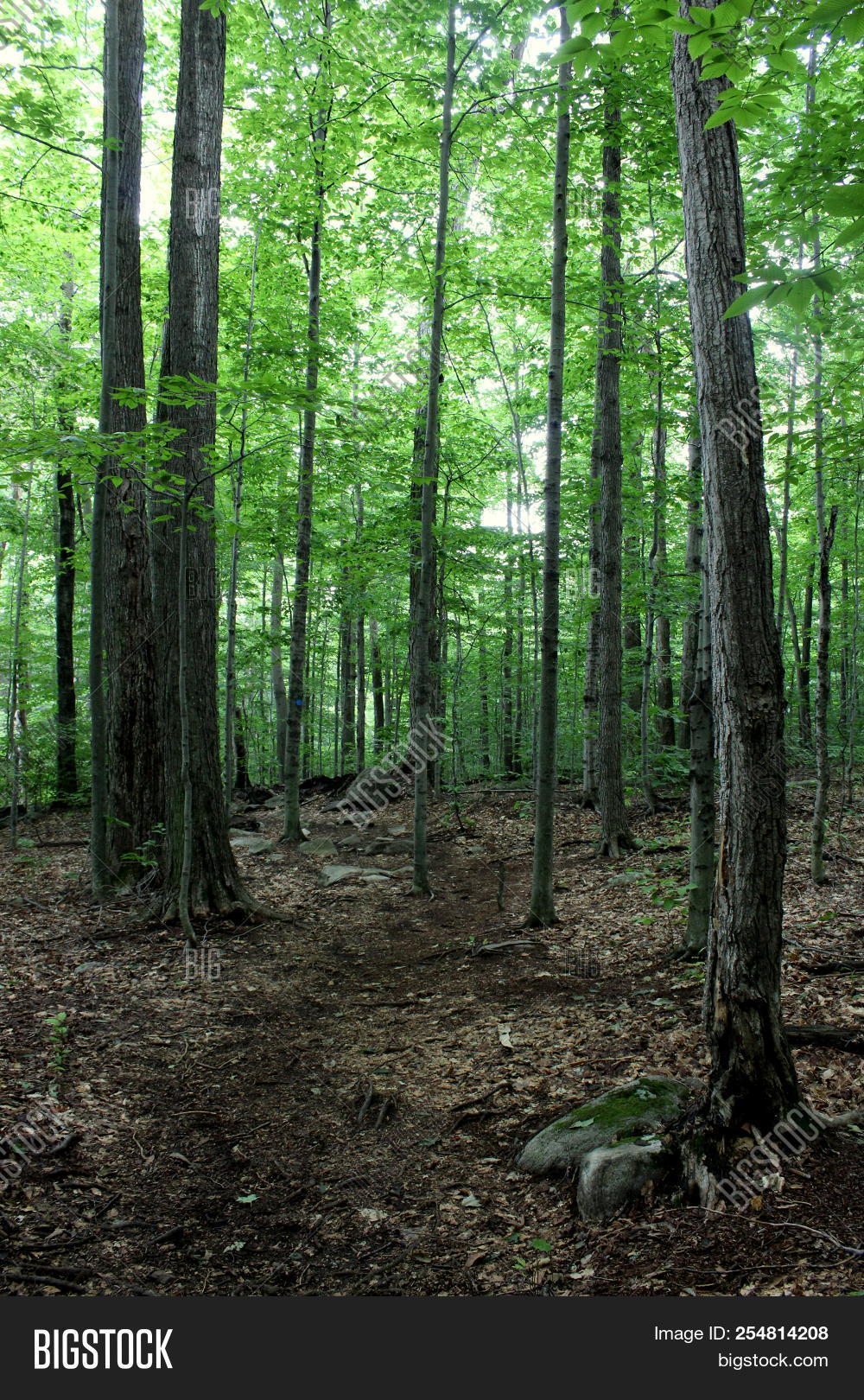 Peaceful Walk Through Image & Photo (Free Trial) | Bigstock