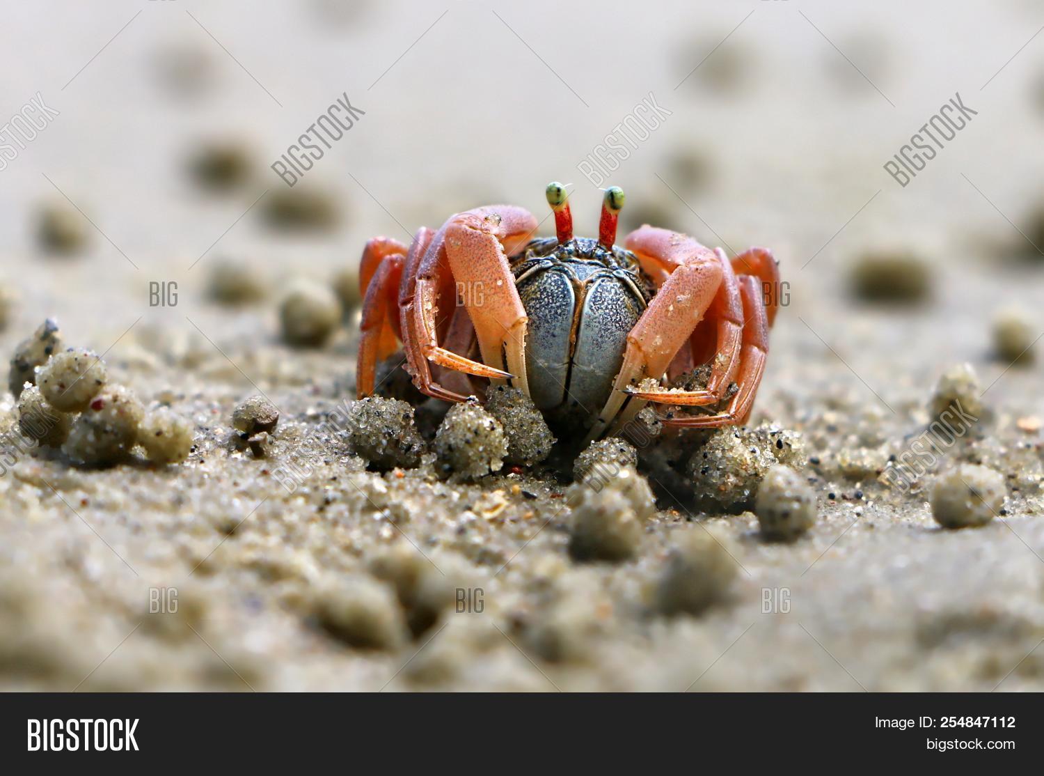 Small Crab (portunus Image & Photo (Free Trial) | Bigstock