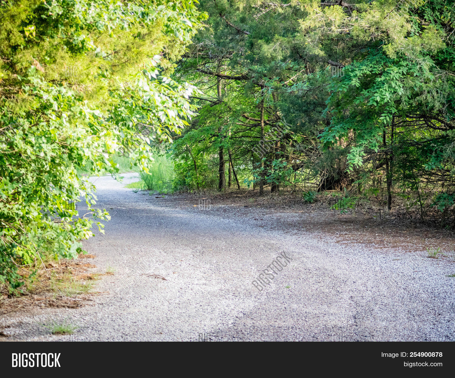 Forest Trail Sun Image & Photo (Free Trial) | Bigstock