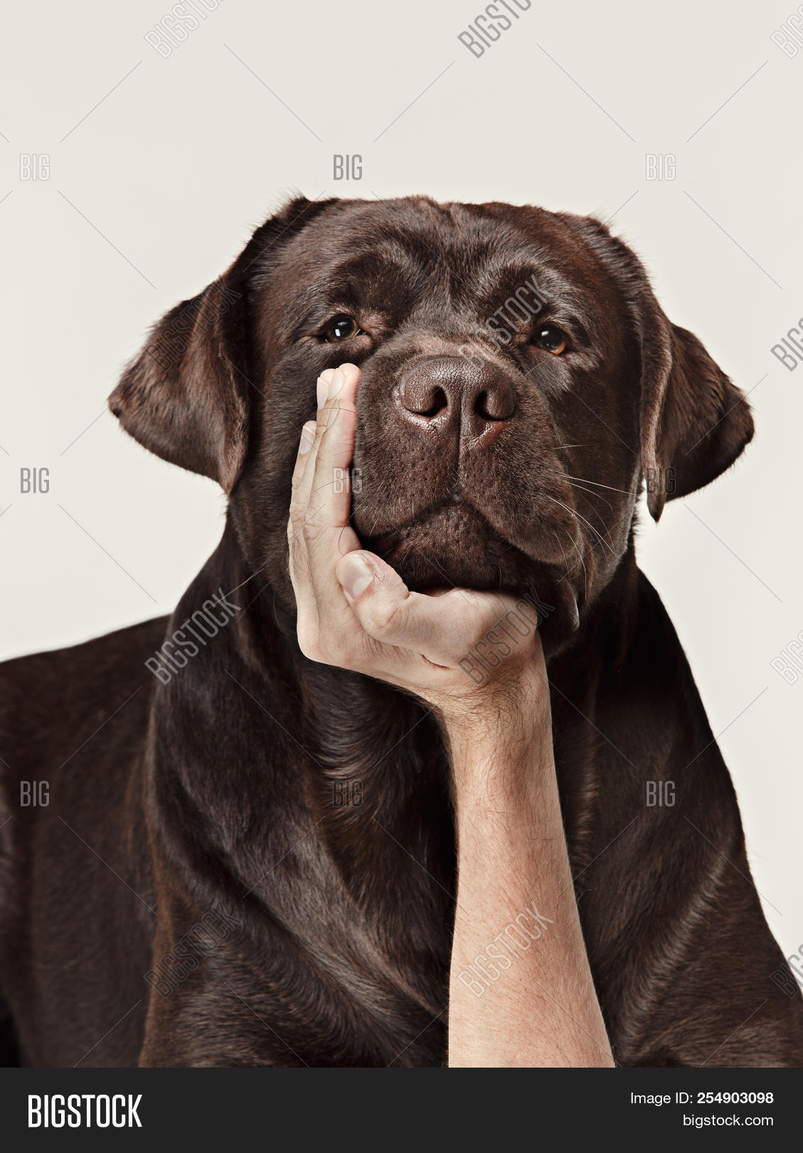 Close- Crying Dog Face Image & Photo (Free Trial) | Bigstock