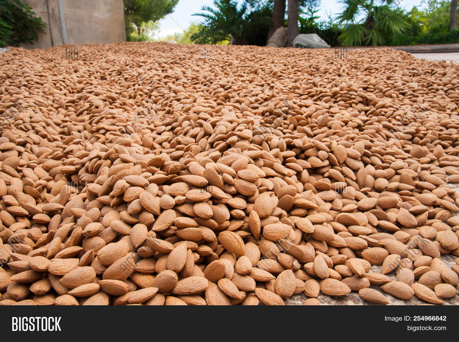 Almond Harvest Time Image & Photo (Free Trial) | Bigstock