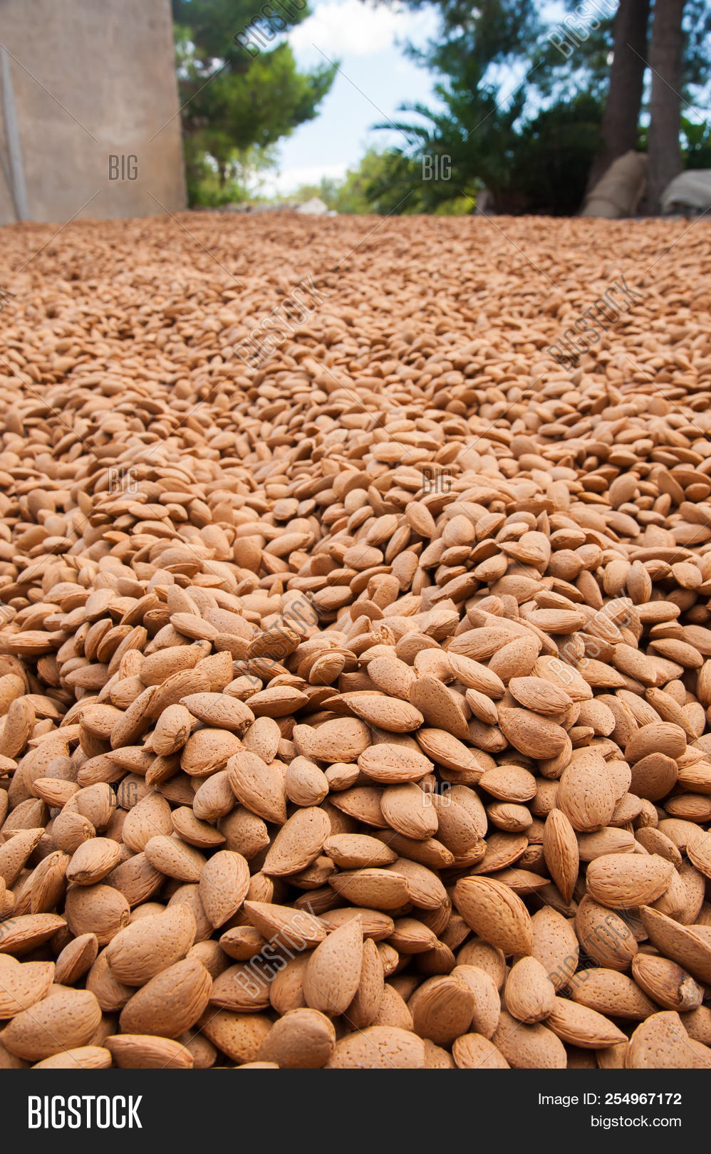 Almond Harvest Time Image & Photo (Free Trial) | Bigstock