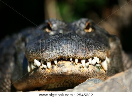 Alligator Teeth Image & Photo (Free Trial) | Bigstock