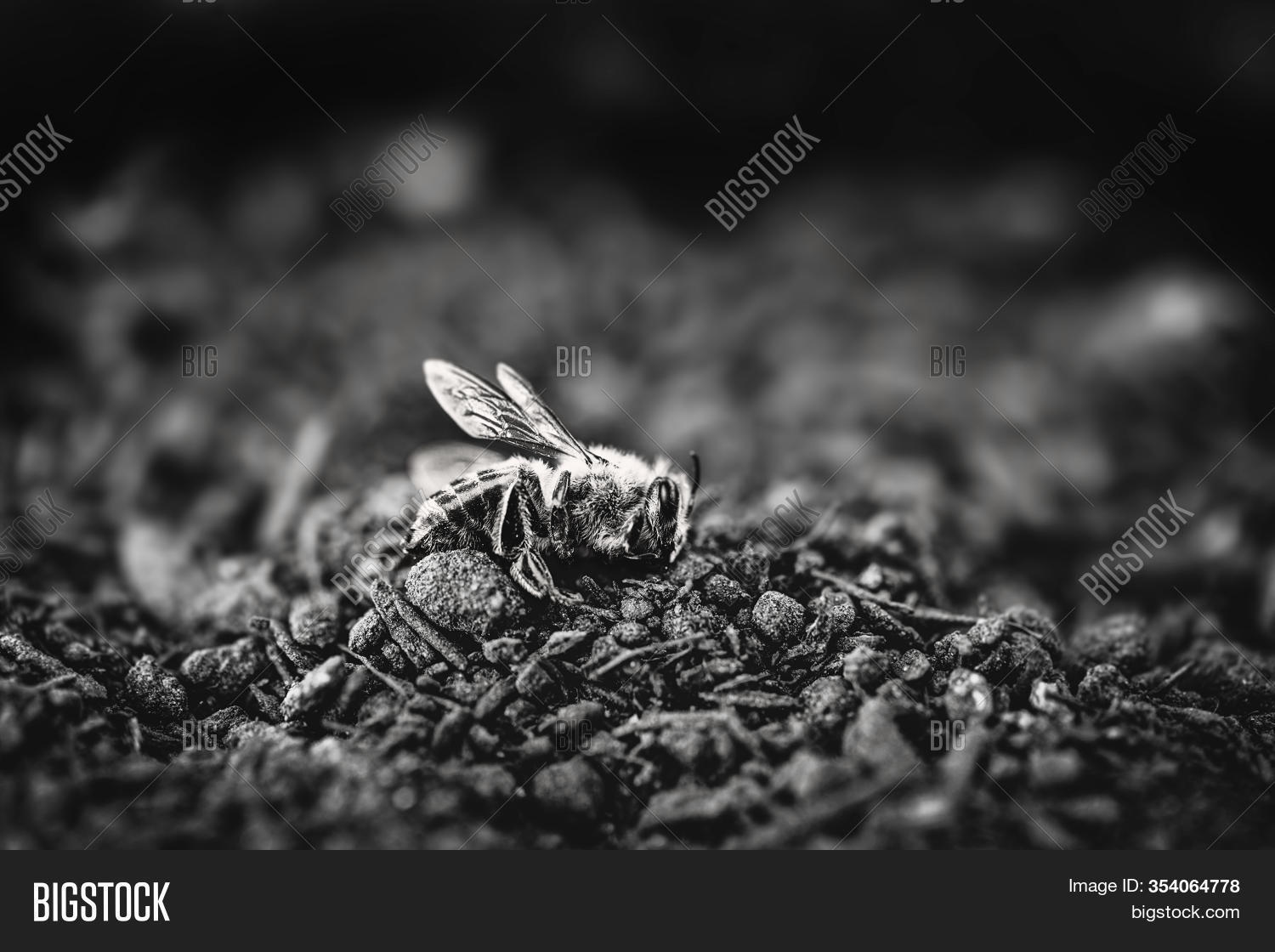 Dead Bee, On Dry Sandy Image & Photo (Free Trial) | Bigstock