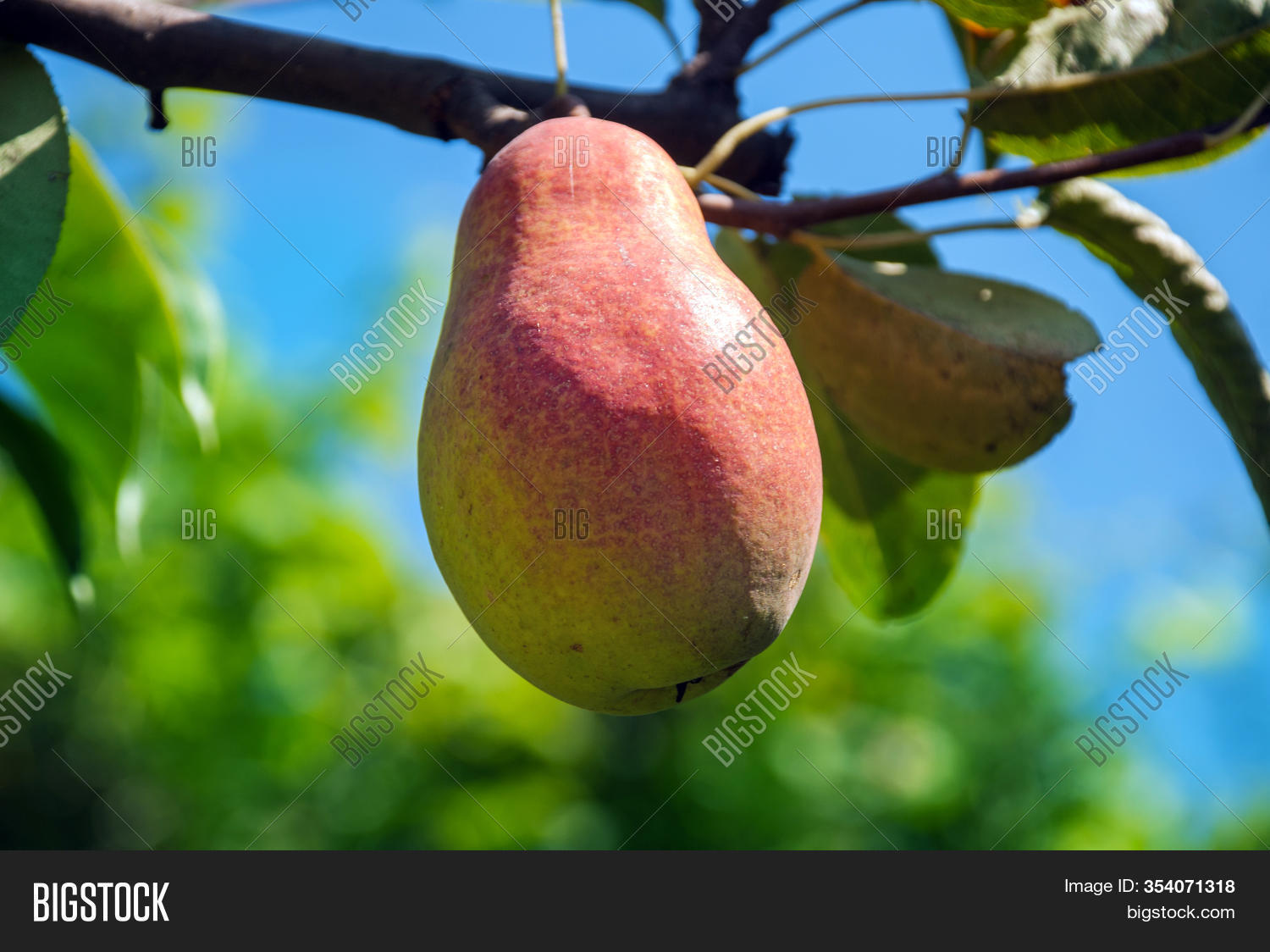 Fresh Juicy Pears On Image & Photo (Free Trial) | Bigstock