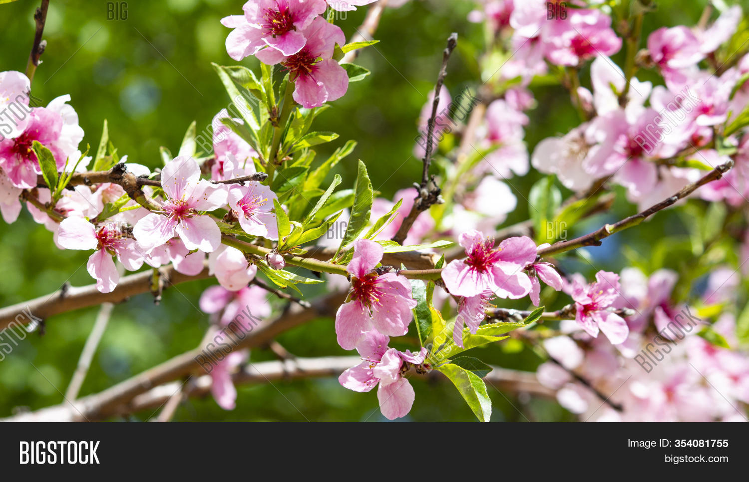 Cherry Colorful Flower Image & Photo (Free Trial) | Bigstock