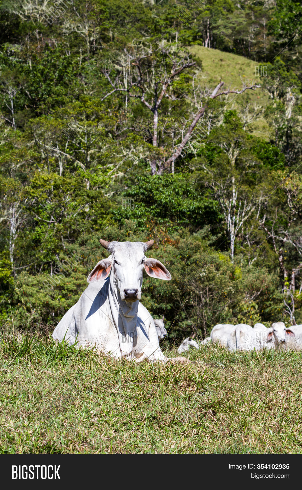 Cattle Farm Costa Rica Image & Photo (Free Trial) | Bigstock
