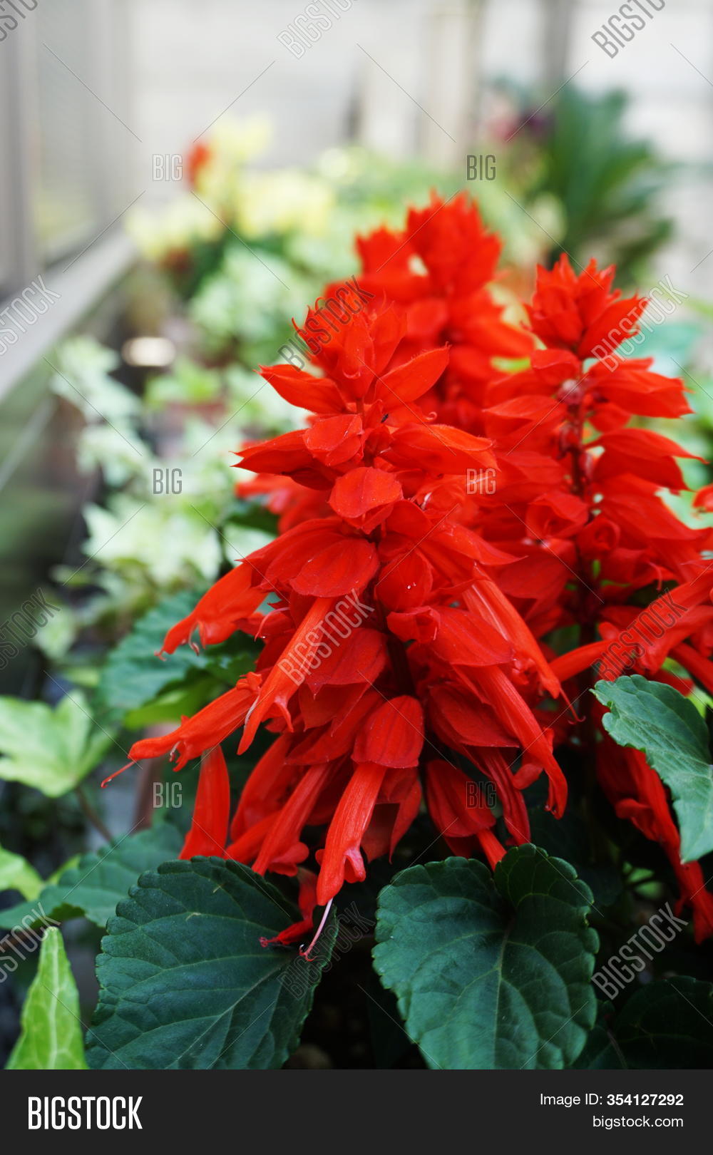 Red Salvia Splendens Image & Photo (Free Trial) | Bigstock