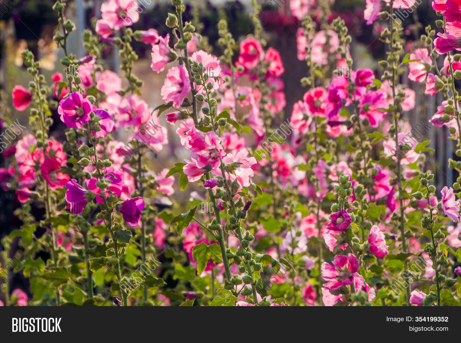 Beautiful Blooming Image & Photo (Free Trial) | Bigstock