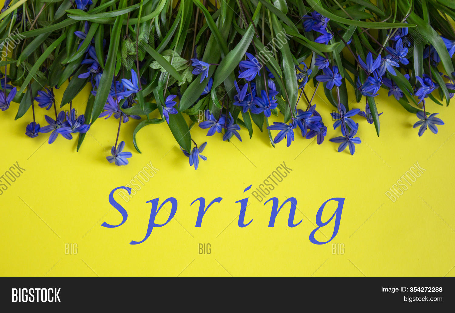 Spring Flower Image & Photo (Free Trial) | Bigstock