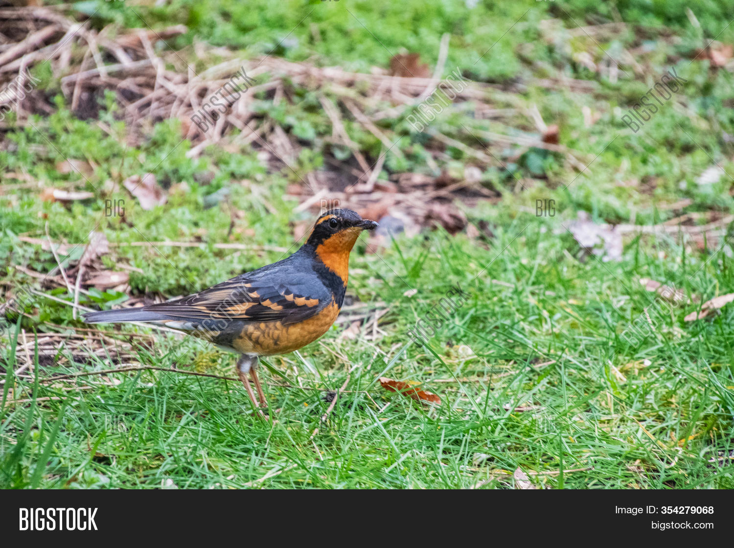 Picture Varied Thrush Image & Photo (Free Trial) | Bigstock