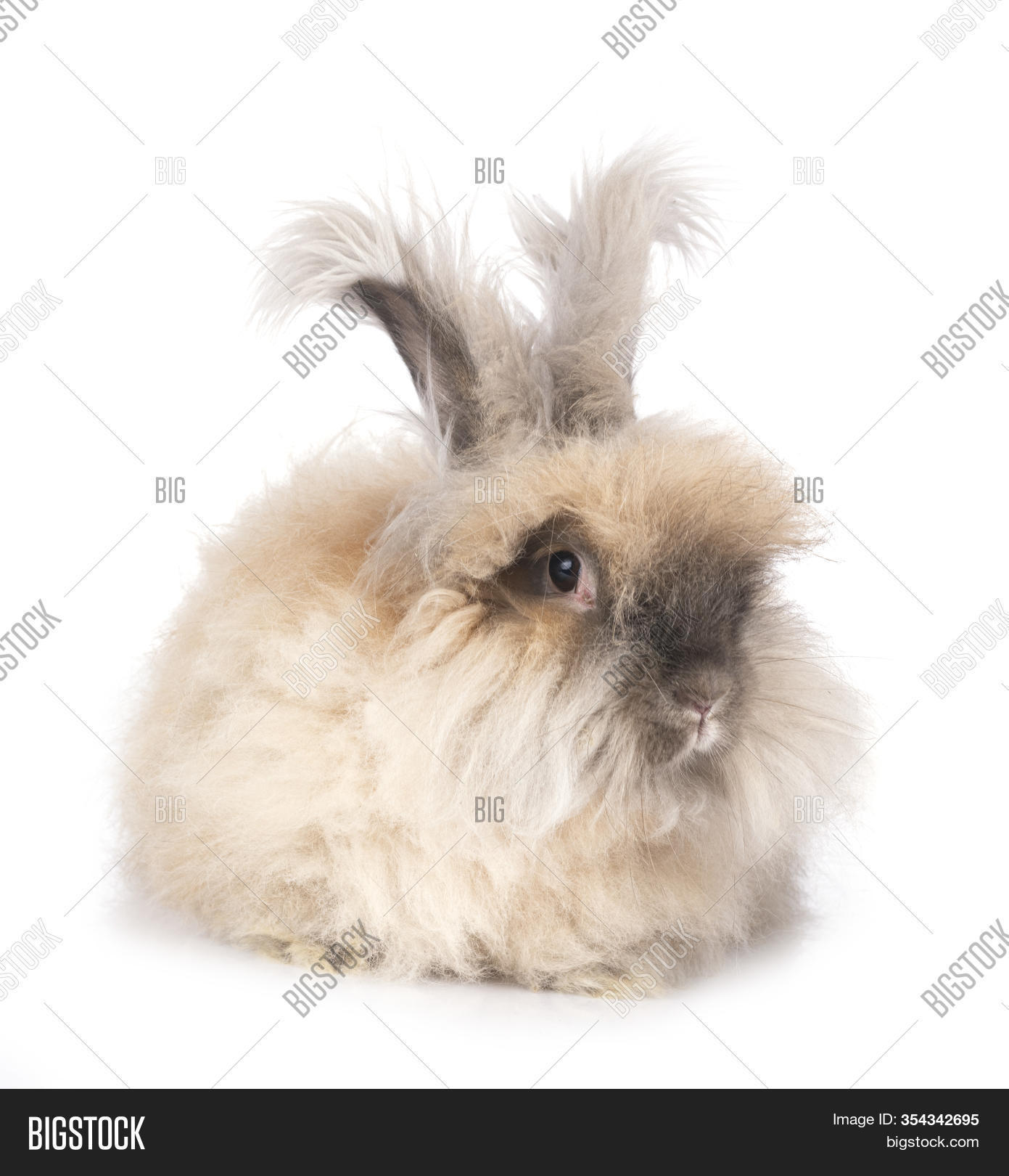 English Angora Front Image & Photo (Free Trial) | Bigstock