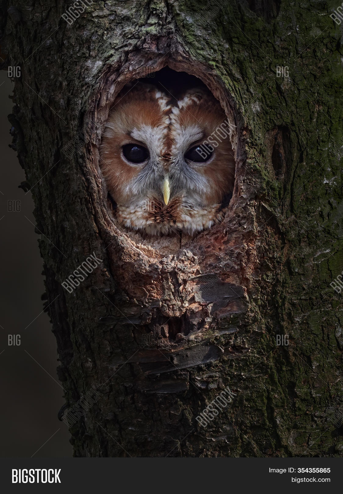 Tawny Owl Brown Owl ( Image & Photo (Free Trial) | Bigstock