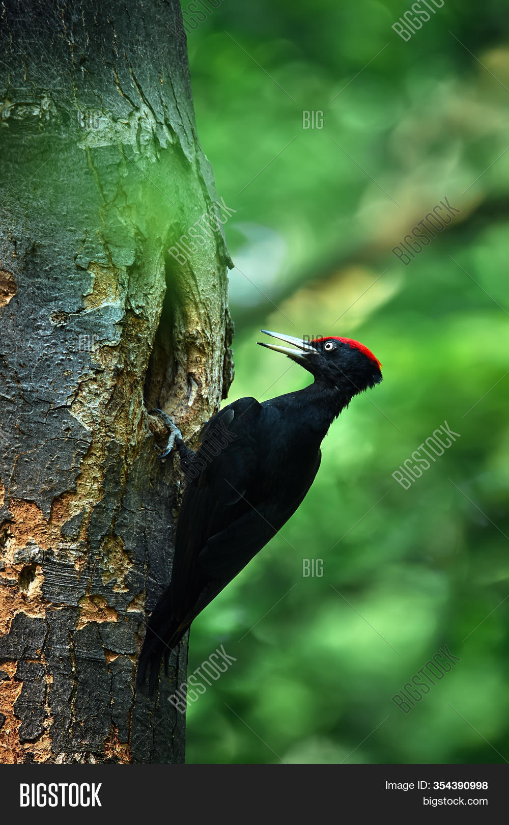 Black Woodpecker ( Image & Photo (Free Trial) | Bigstock
