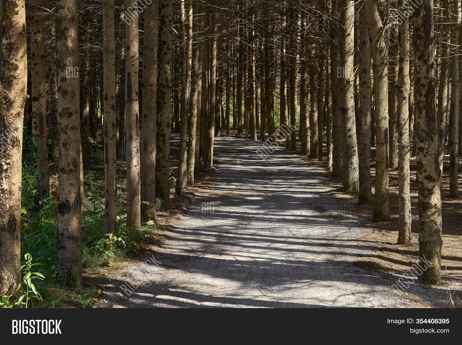 Pine Forest Trail Image & Photo (Free Trial) | Bigstock