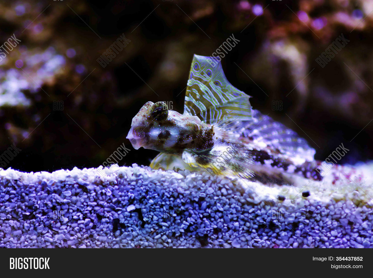 Profile Scooter Blenny Image & Photo (Free Trial) | Bigstock