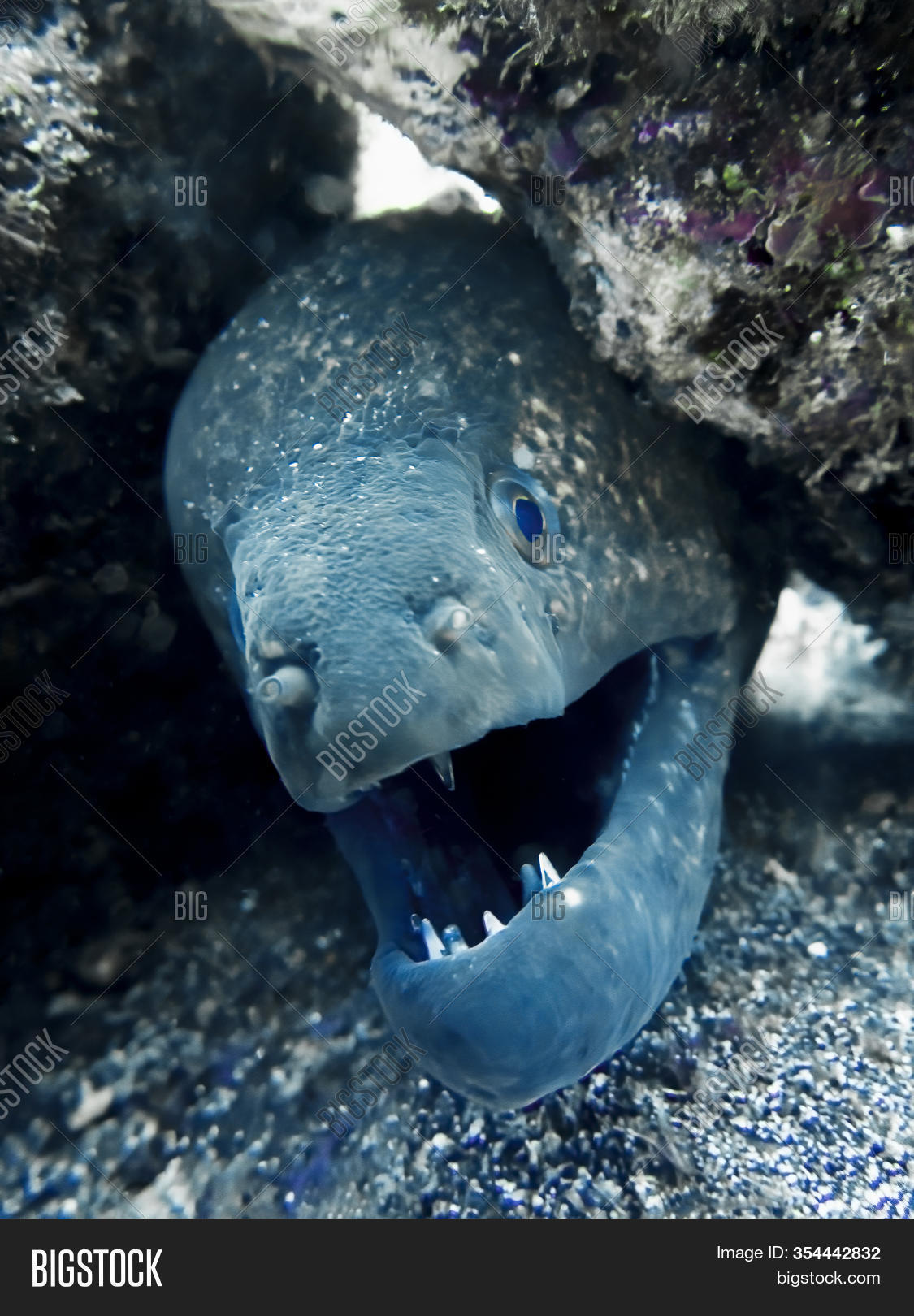 Close Moray Eel Face Image & Photo (Free Trial) | Bigstock