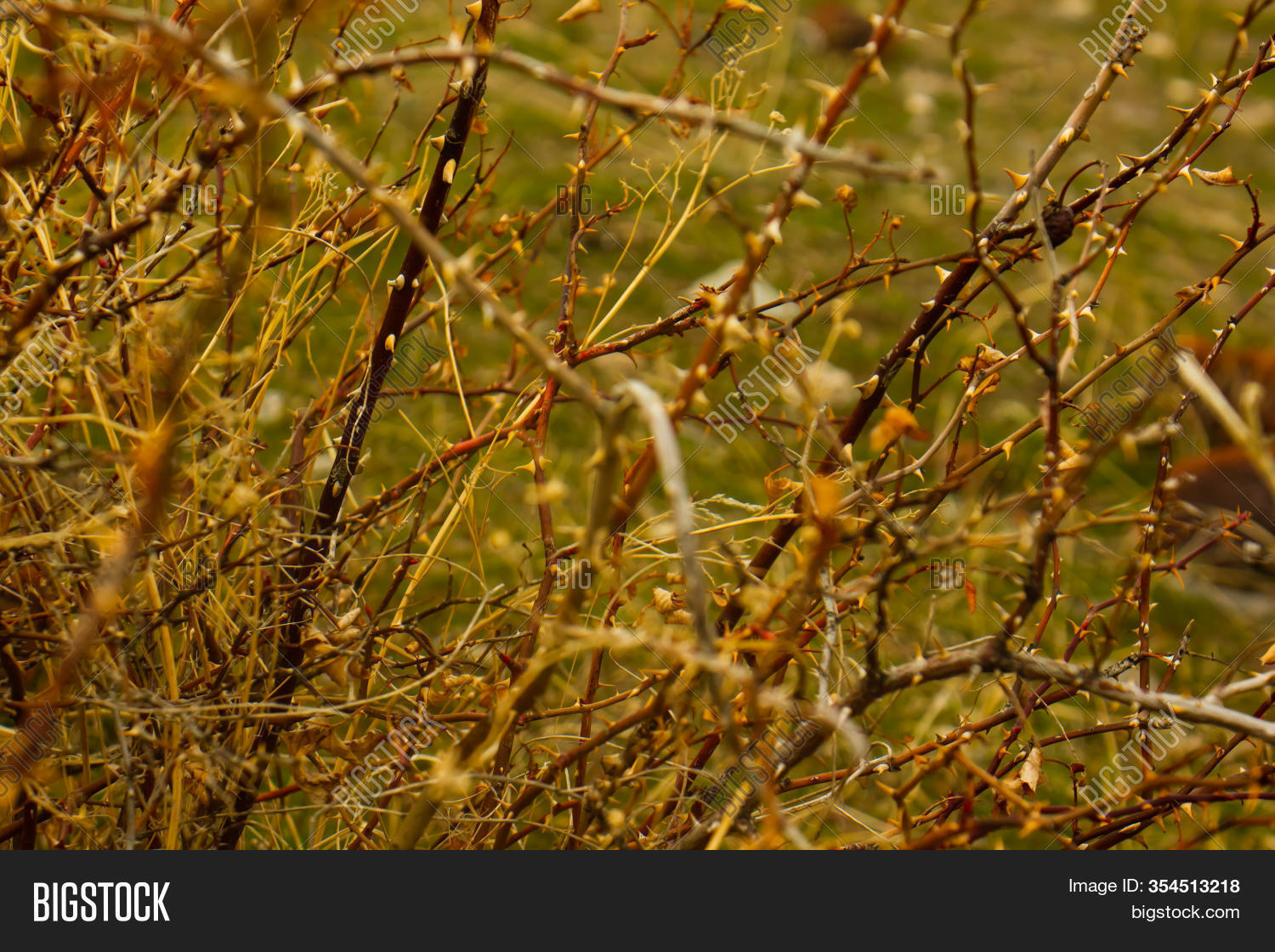 Thorny Branches Tree Image & Photo (Free Trial) | Bigstock